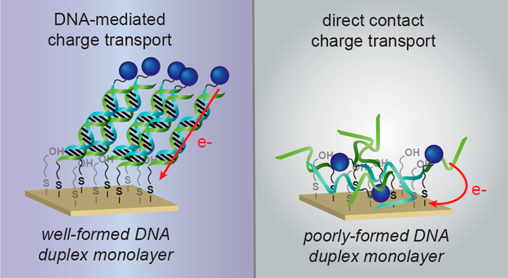 DNA Electrochemistry: Charge-Transport Pathways through DNA Films on ...